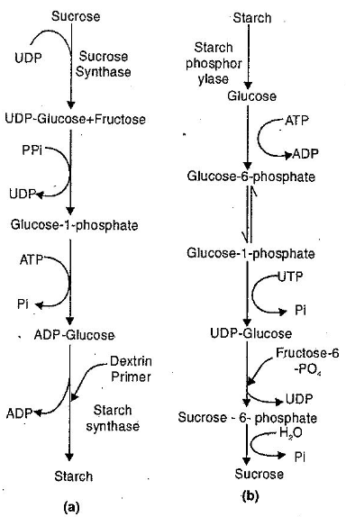 Explain Starch Sucrose Inter Conversion. - Owlgen