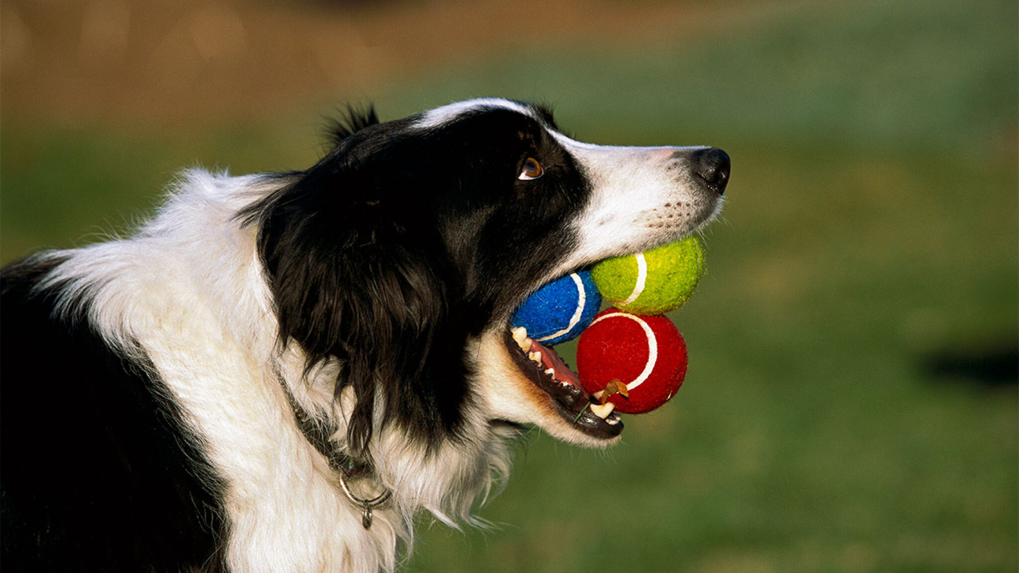 The Impact of Artificial Intelligence on Pet Behaviour Analysis - Owlgen