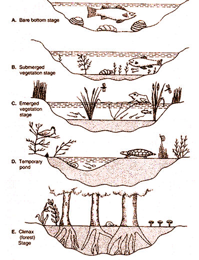 Describe the various stages of Hydrarch succession. - Owlgen